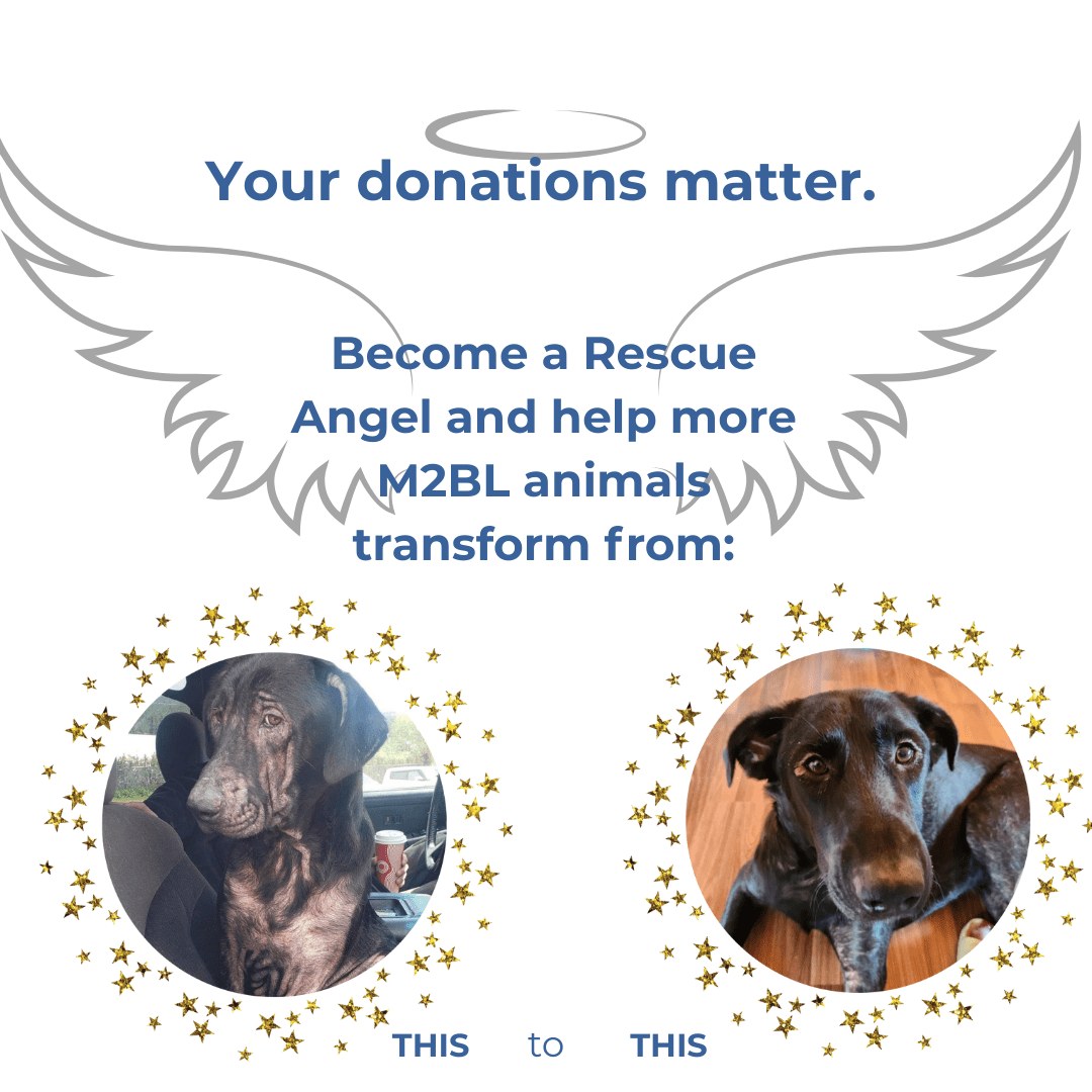 Become a Rescue Angel | Meant 2B Loved Pet Rescue Society