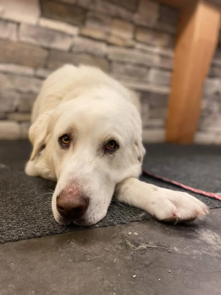 A Leg Up for Luna | Meant 2B Loved Pet Rescue Society