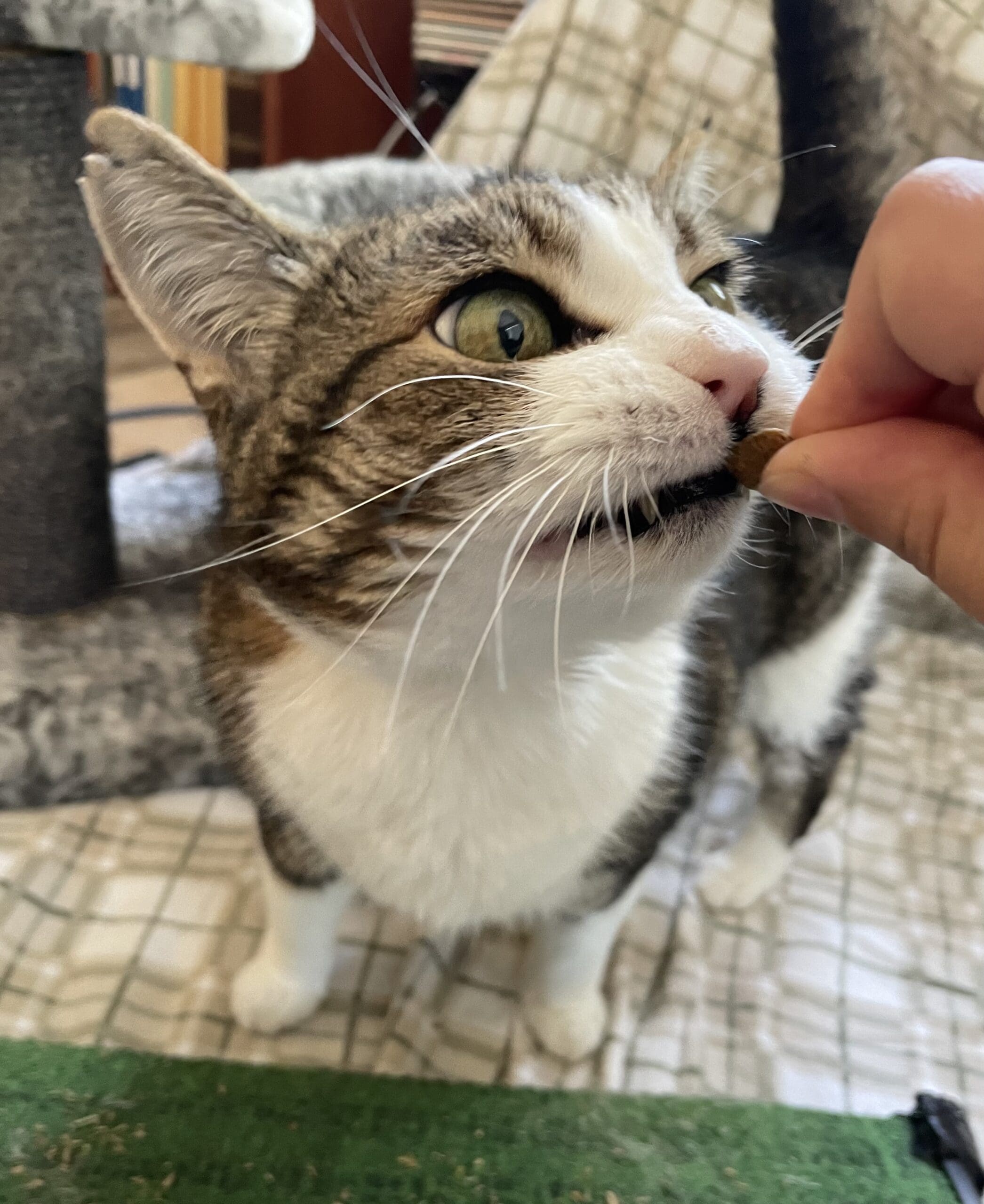 Myron | Meant 2B Loved Pet Rescue Society