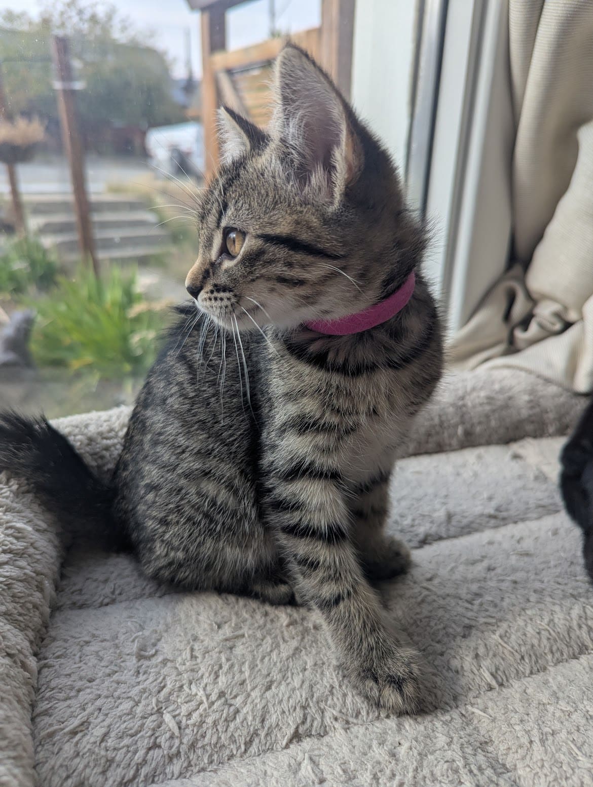 Crumpet | Meant 2B Loved Pet Rescue Society