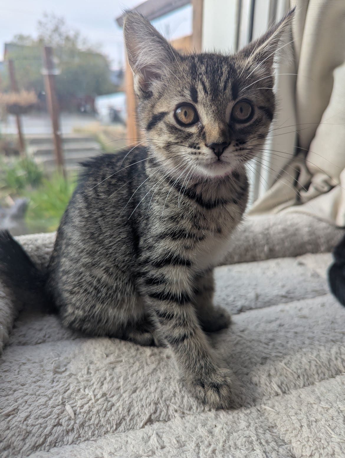 Crumpet | Meant 2B Loved Pet Rescue Society