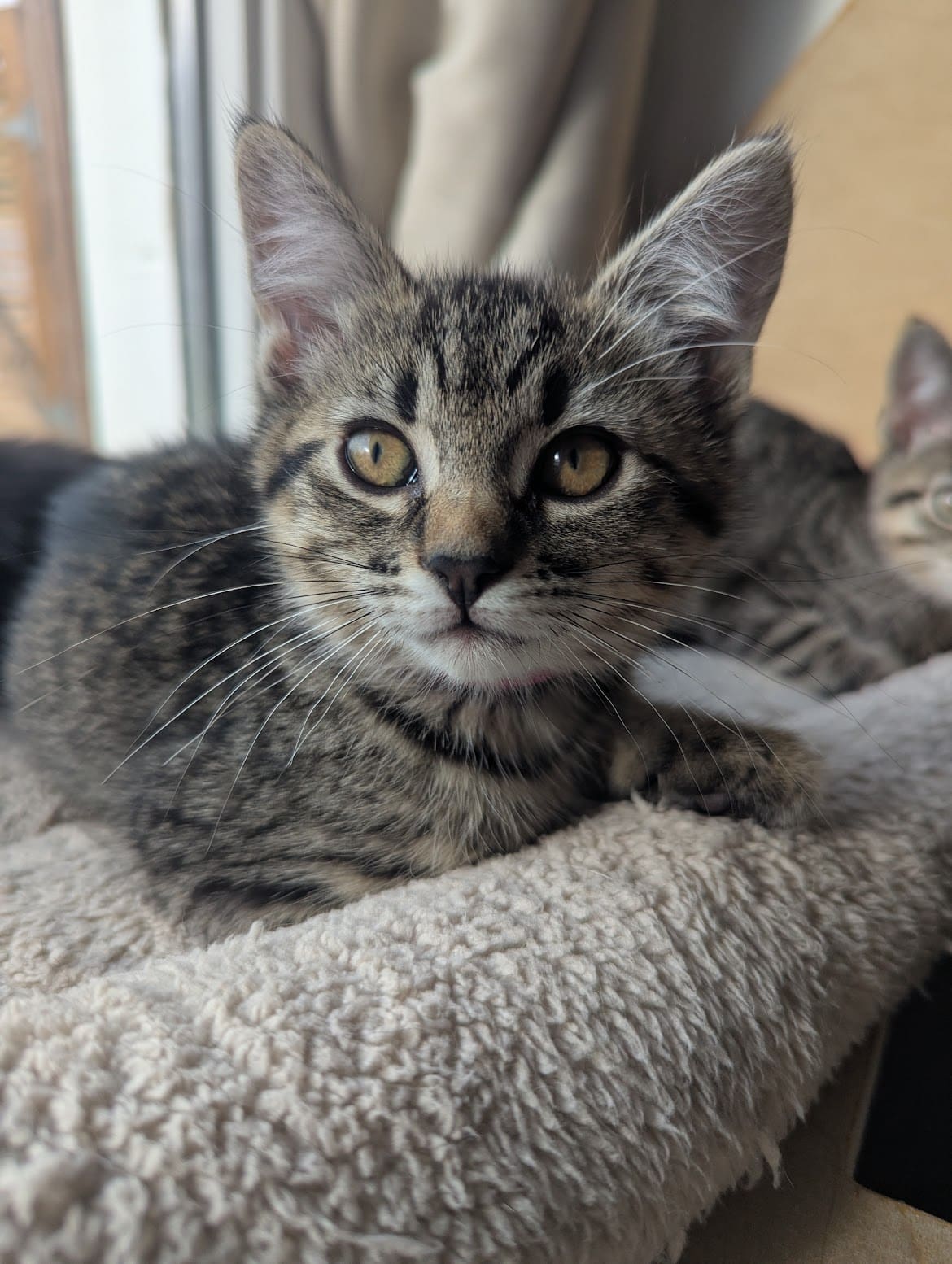 Crumpet | Meant 2B Loved Pet Rescue Society